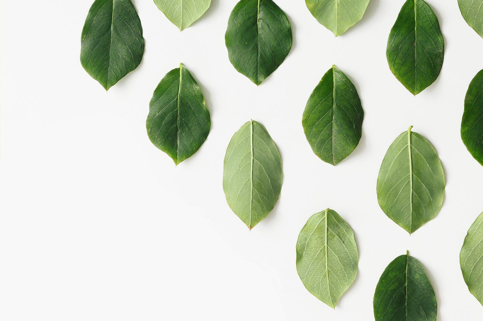 How environmentally friendly is your paper? - The Dragonfly Agency